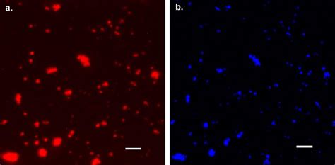Demonstration Of Nanoparticle Np Surface Functionalization While Download Scientific Diagram