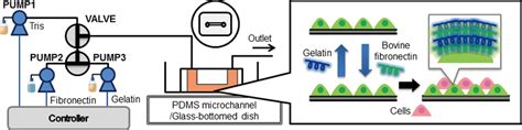 Development Of Microfluidic Systems For Fabricating Cellular Multilayers