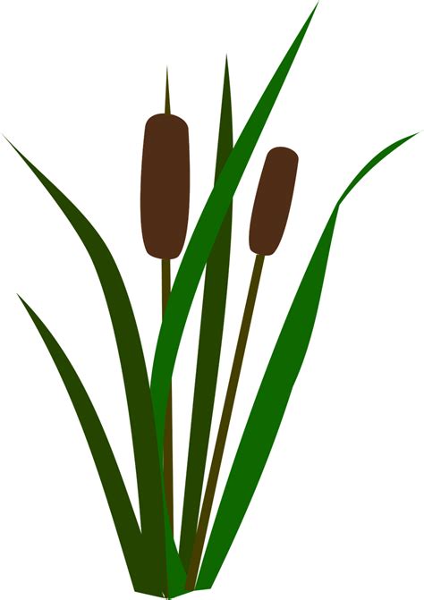 Download Cattails Rush Marsh Royalty Free Vector Graphic Pixabay