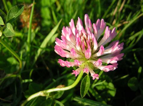 Uses For Clover Flowers At Dorathy Quinones Blog