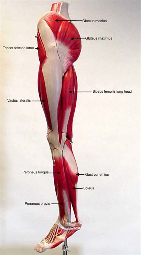 Lateral Lower Leg Anatomy Muscles Of The Lower Leg And Knee Preview