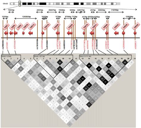 Shows The Selected Polymorphisms In The Chromosome 12 Region Symbols Download Scientific