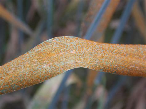 Wheat Fungi Diseases Dataset