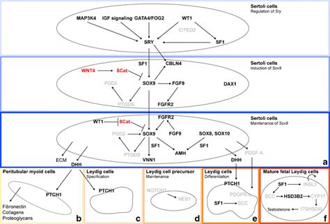 Mammalian Sex Determinationinsights From Humans And Mice SpringerLink