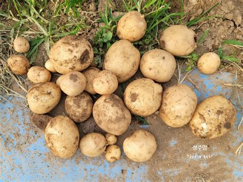 감자키우기 감자재배 씨감자 심기 후 꽃따기 순치기 하지 감자수확시기 네이버 블로그