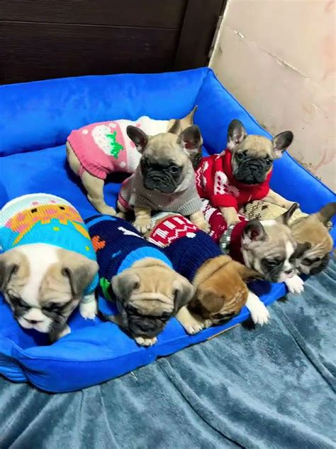 Щенки французского бульдога Youtube