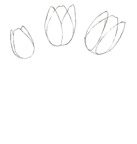 How To Draw Tulips Easy Step By Step Tutorial For Beginners