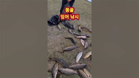 잉어낚시 잉어 대박 몽골 물고기 Shorts Youtube
