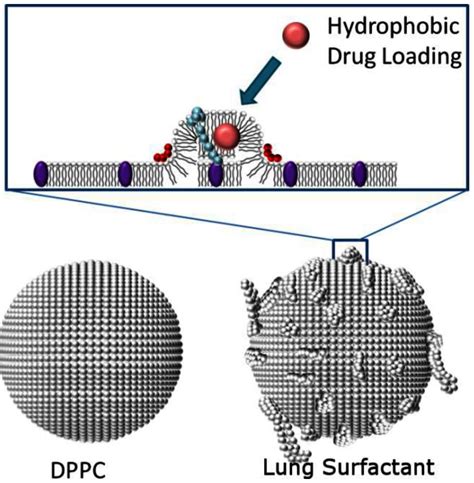 Schematic Comparing Normal Lipid Dppc And Survanta Microbubble Shell