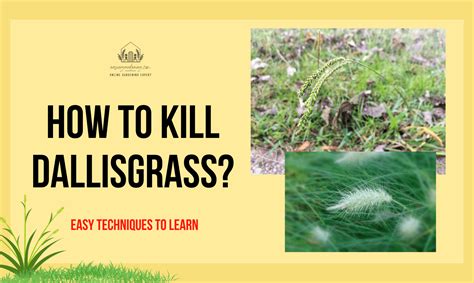 How To Kill Dallisgrass Easy Techniques To Learn