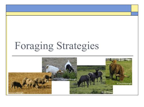 Foraging Strategies