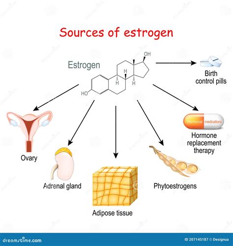 Estrogen Producing Glands At Susan Burke Blog