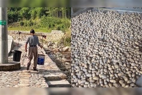 爷爷无意间得知孙女想吃土豆，默默种植收获800斤，堆满整个屋子