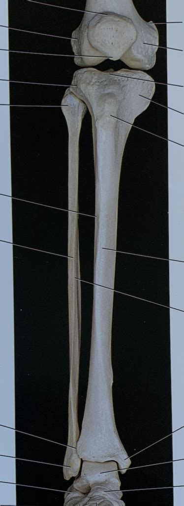 Anterior Tibia Fibula Part Diagram Quizlet