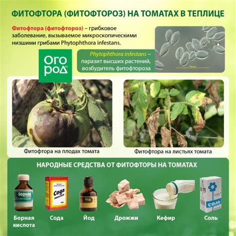 Профилактика фитофторы на помидорах: в теплице и открытом грунте ...
