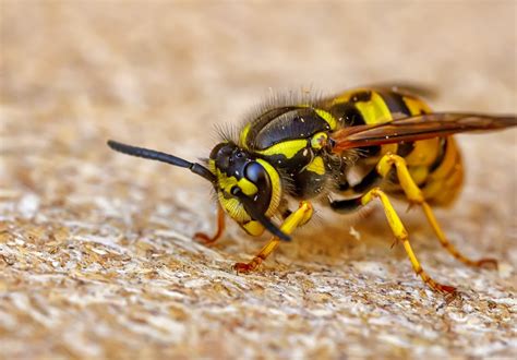 Wasp Treatment Wasp Pest Control Service LessPest More Control