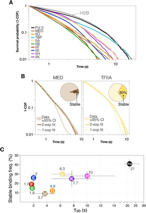 Spatio Temporal Coordination Of Transcription Preinitiation Complex Assembly In Live Cells Biorxiv