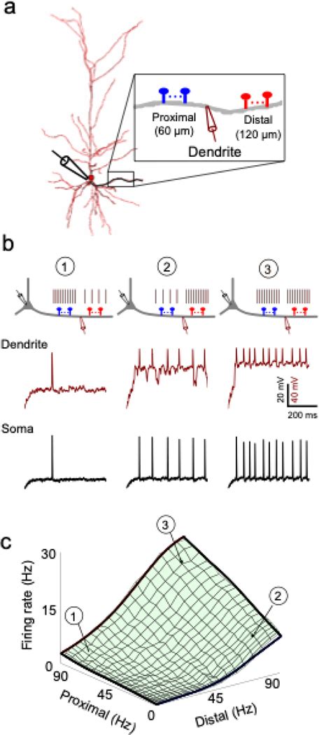 Classical Contextual Interactions In V1 May Rely On Dendritic