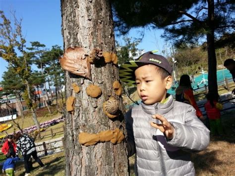 어린이집 숲체험 프로그램 나무 얼굴 만들어주기 네이버 블로그