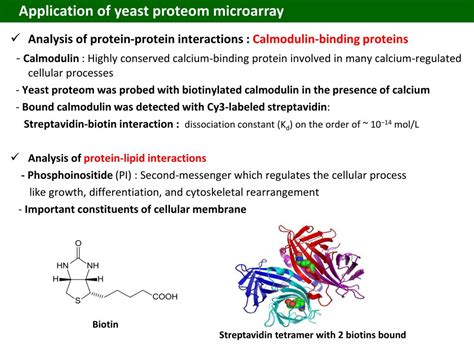 Ppt Protein Microarray Protein Chip Powerpoint Presentation Free Download Id 3832823
