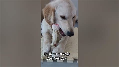 강아지 수퍼노바 챌린지 수퍼노바 Supernova 챌린지 아기리트리버 래브라도리트리버 골든리트리버 반려견일상 Youtube