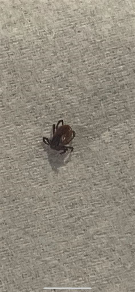 Need Help Identifying Rticks