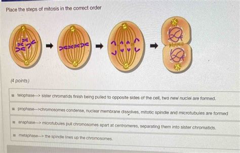 Place The Steps Of Mitosis In The Correct Order 4 Points Telophase
