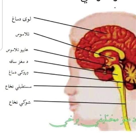 انعام الله شینواری روعتیایی کلینک