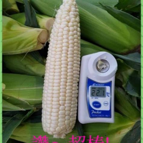 白龍王 北海道 水果玉米 非基改 無毒農法 友善環境 大量批發 團購 自產自銷 產地直銷 全年都有種植 牛奶玉米 蝦皮購物