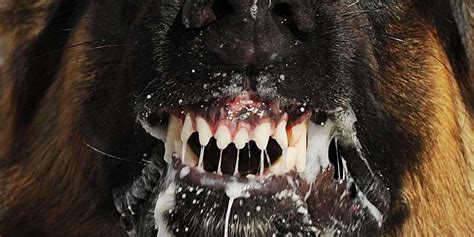 Congress Urged To Probe Failed Rabies Control Program Daily Guardian