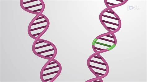 视频 基于 Chip In A Tube 的数字 Pcr，用于定量单核苷酸变异 实验