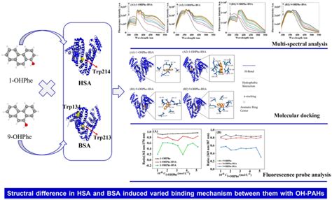 Interactions Between Hydroxylated Polycyclic Aromatic Hydrocarbons And Serum Albumins