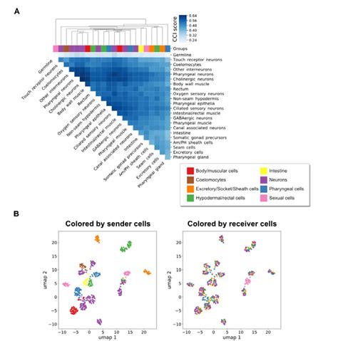 10x单细胞（10x空间转录组）细胞通讯分析之inferring A Spatial Code Of Cell Cell Interactions（cell2cell）cell2cell