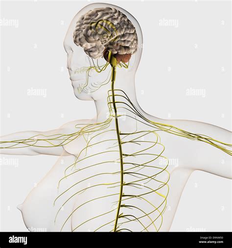 Somatisches Nervensystem Fotos Und Bildmaterial In Hoher Auflösung Alamy