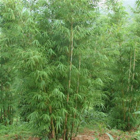 Bambusa Tulda And Indian Timber Bamboo Seeds Heyou Seeds