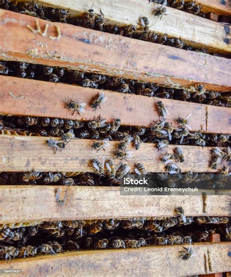 벌집을 엽니다 벌집에 벌집이 있는 판자 벌들이 벌집을 따라 기어다녔다 꿀벌 가까운에 대한 스톡 사진 및 기타 이미지 가까운 가축 건강관리와 의술 Istock