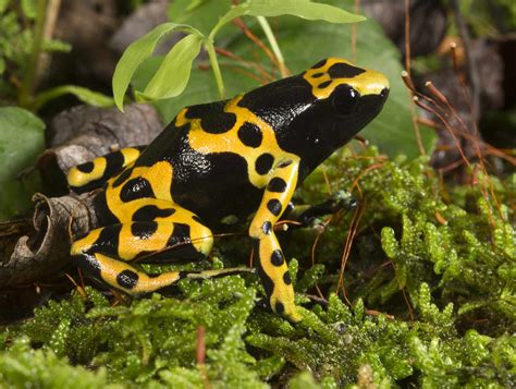 Red Poison Dart Frog Tattoo