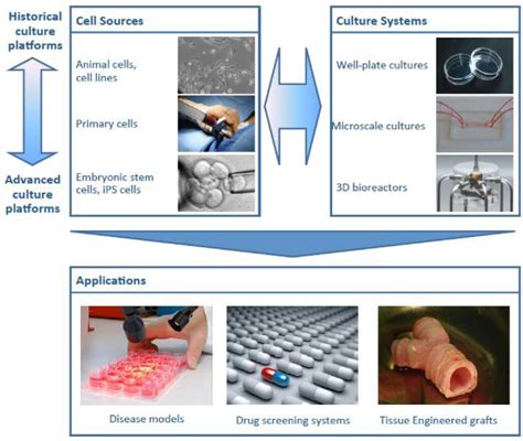 Figure 1 From Bioreactor Engineering Of Stem Cell Environments Semantic Scholar