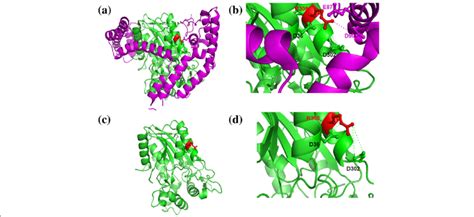 An Example Of Protein Protein Interactions With Some Of The Interface Download Scientific
