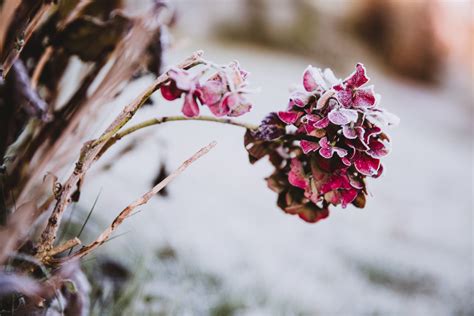 The 15 Best Cold Weather Plants That Can Withstand Harsh Winter Temps