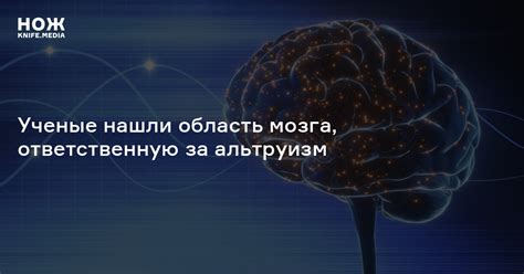 Ученые нашли область мозга ответственную за альтруизм — Нож