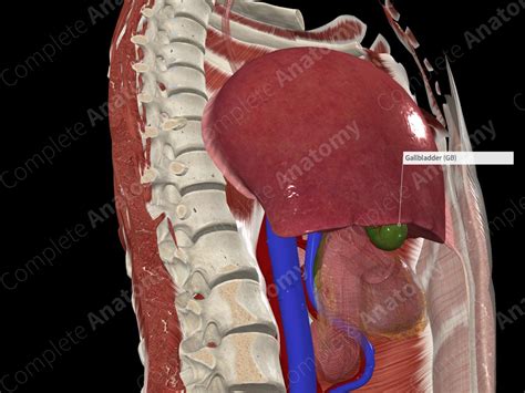 Gallbladder Posterior Part Complete Anatomy