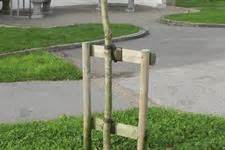 How To Buy Tree Stakes And Ties HortWeek