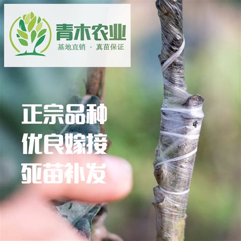 树枝包泥嫁接 果树包泥土嫁接 龙眼树包泥嫁接技术 第7页 大山谷图库