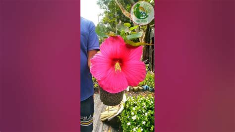 🌱 ️হোম গার্ডেনিং পুনে ভ্যারাইটিস অপূর্ব সুন্দর একটি জবা Shortvideos Flowers Youtube