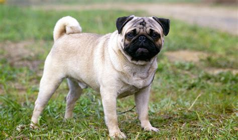 Pug Breed Information Vetstreet Vetstreet