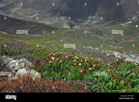 Rhododendron Plants On Mount Qomolangma National Park Dingjie County Qinghai Tibet Plateau