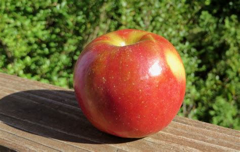 Pixie Crunch Adams Apples