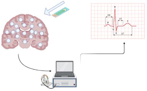 a schematic diagram of the eeg measurement and data acquisition system download scientific