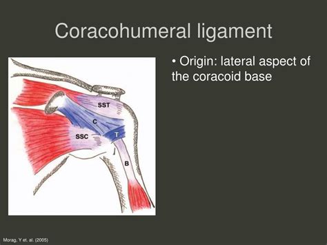 Rotator Interval Capsule Anatomy At Benjamin Ferguson Blog